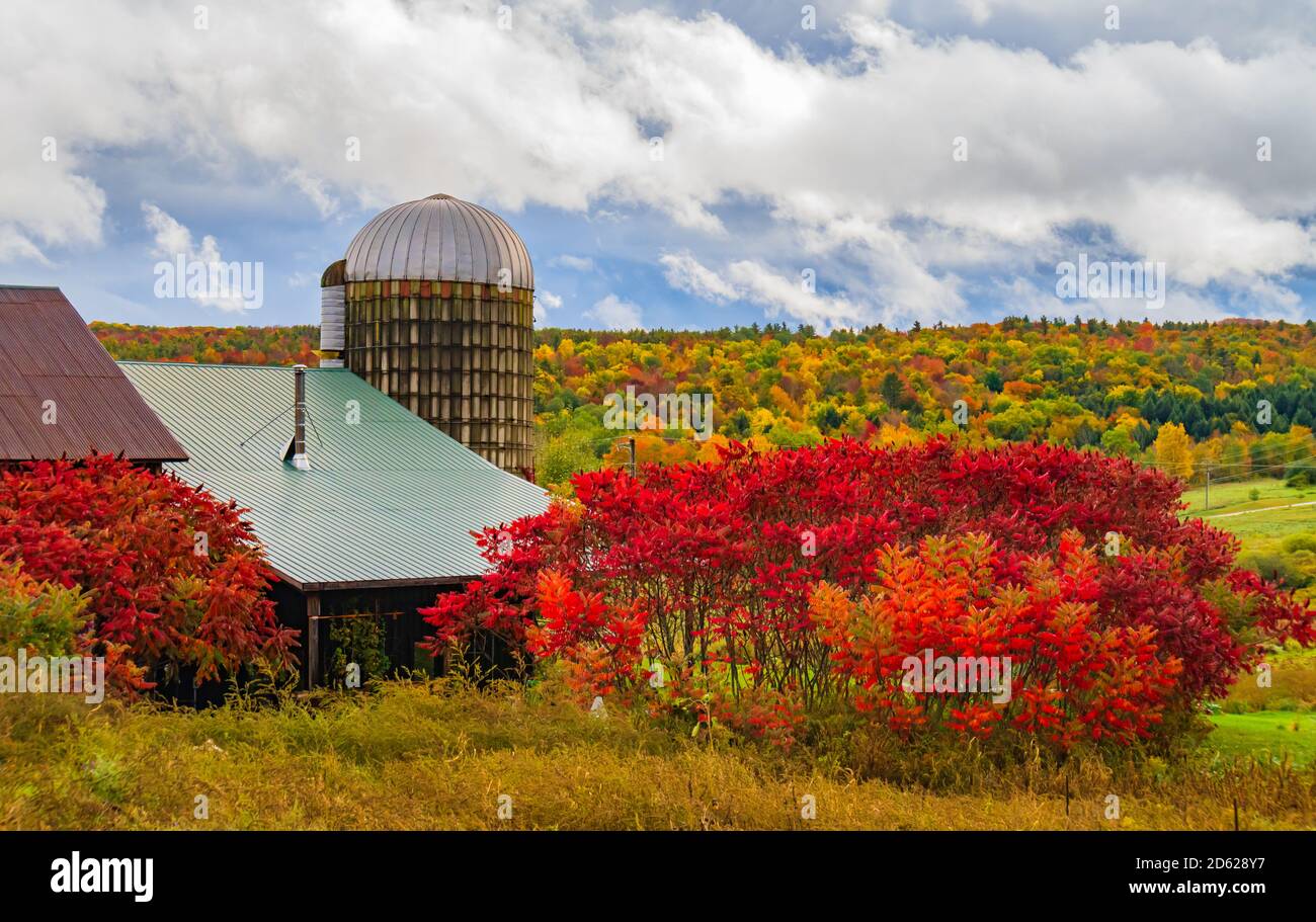 bright fall foliage colors surround farm buildings in the countryside ...