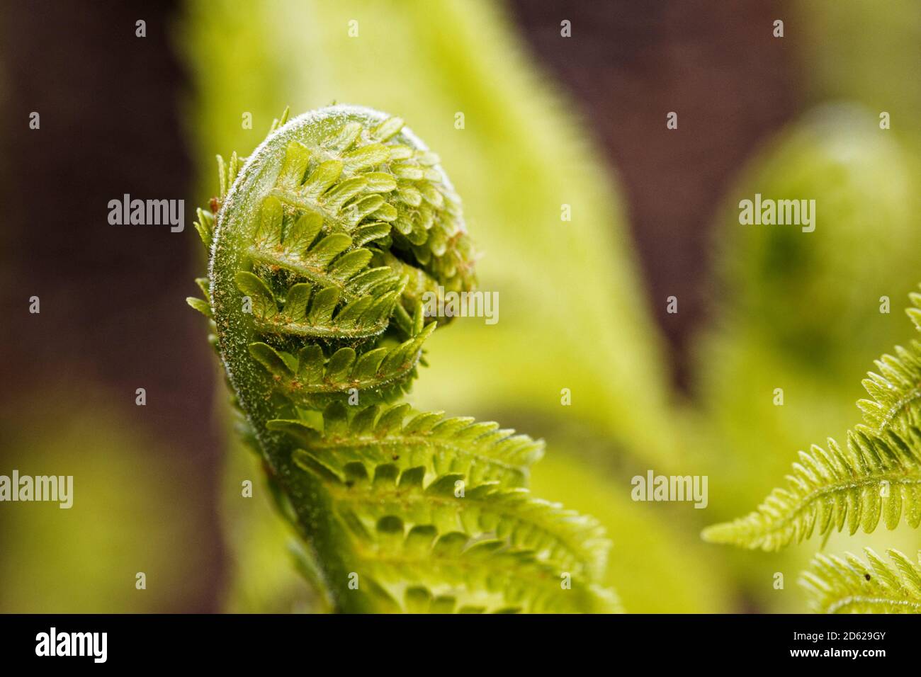 Matteuccia struthiopteris, commonly called ostrich fern, is a clump ...