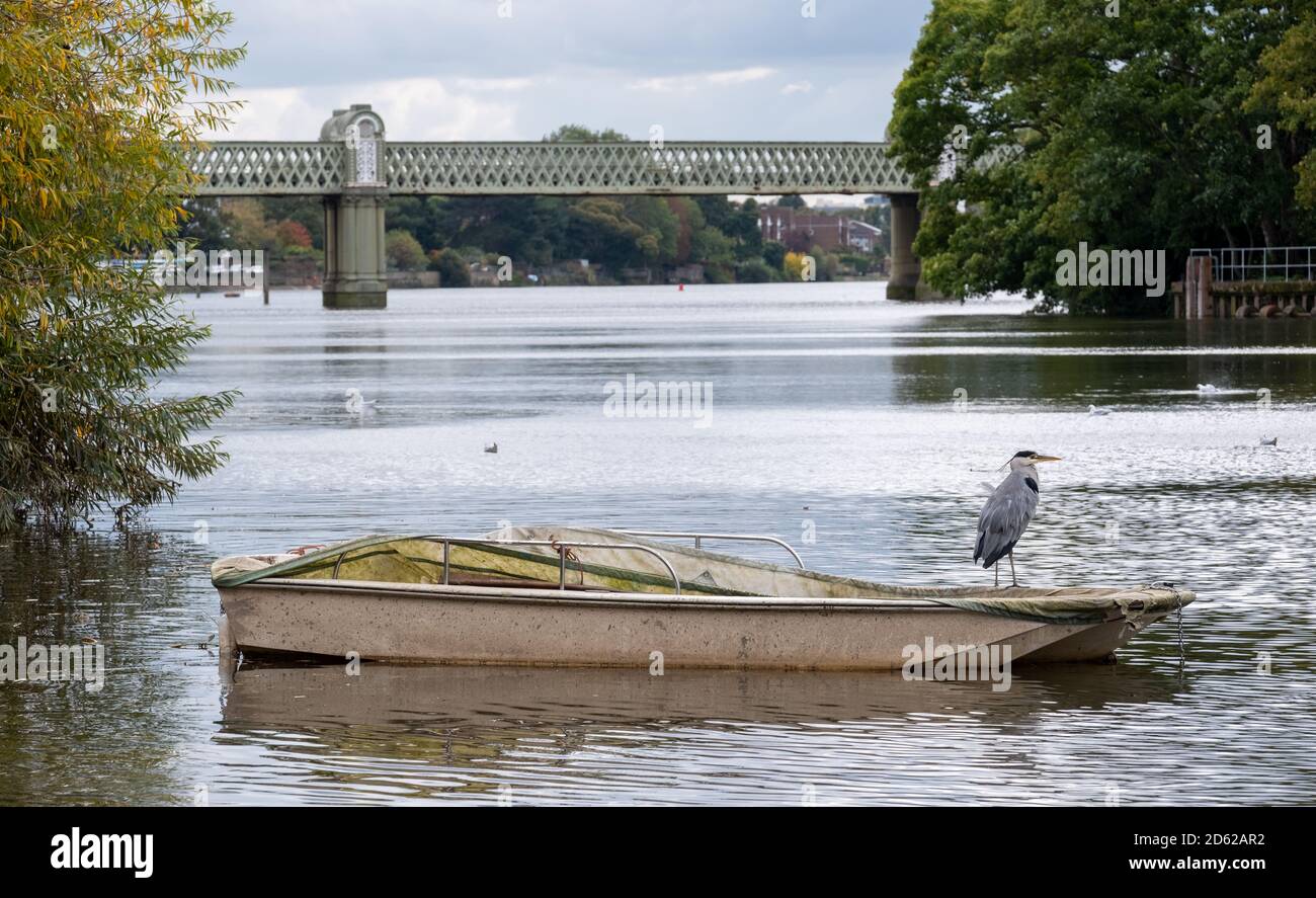 Heron sits on a rowing boat on the River Thames, photographed at Strand ...