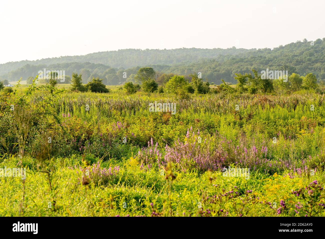 A Marshy Wilderness Covered in Wildflowers in the late summer season ...