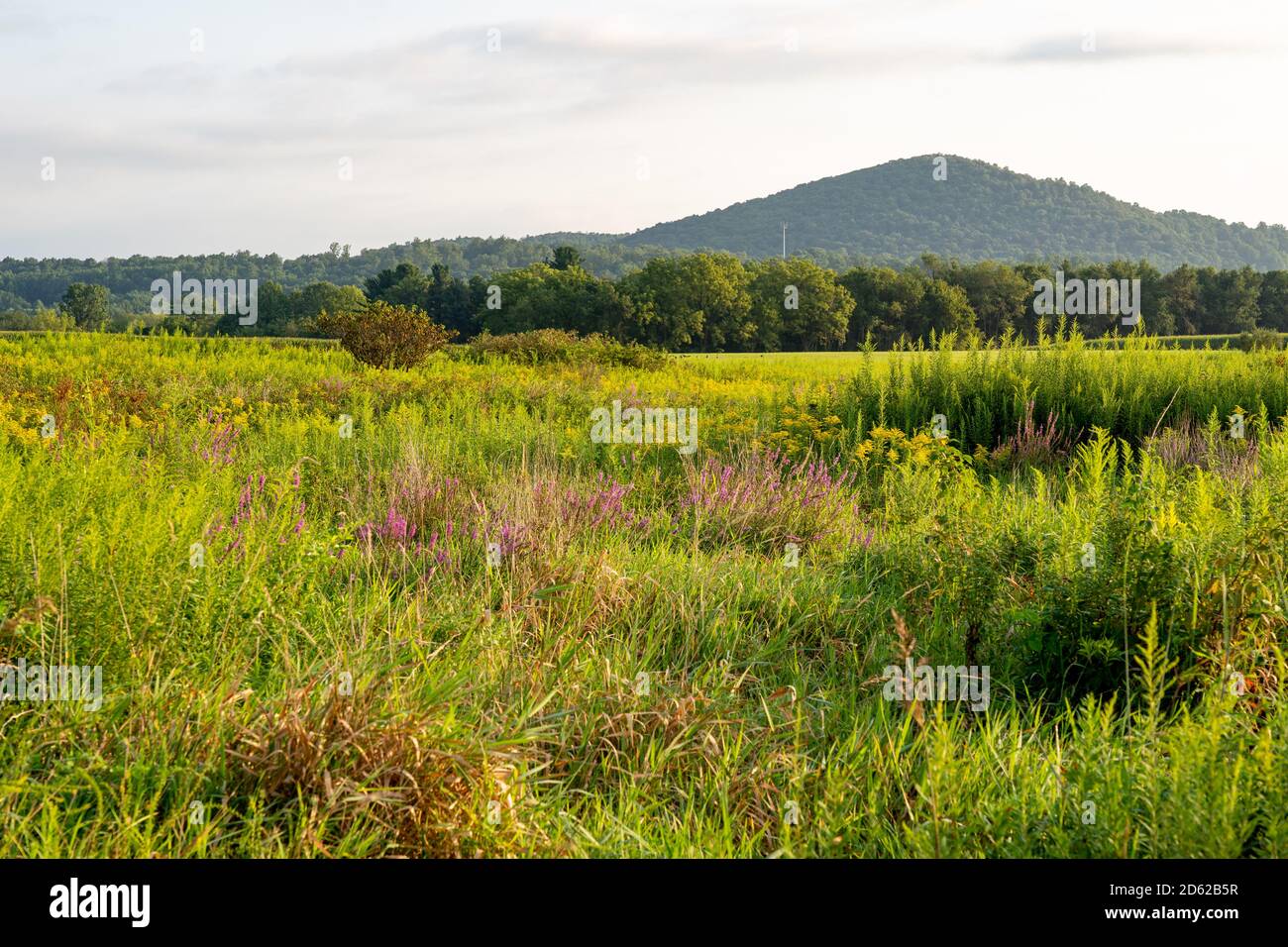 A Marshy Wilderness Covered in Wildflowers in the late summer season ...