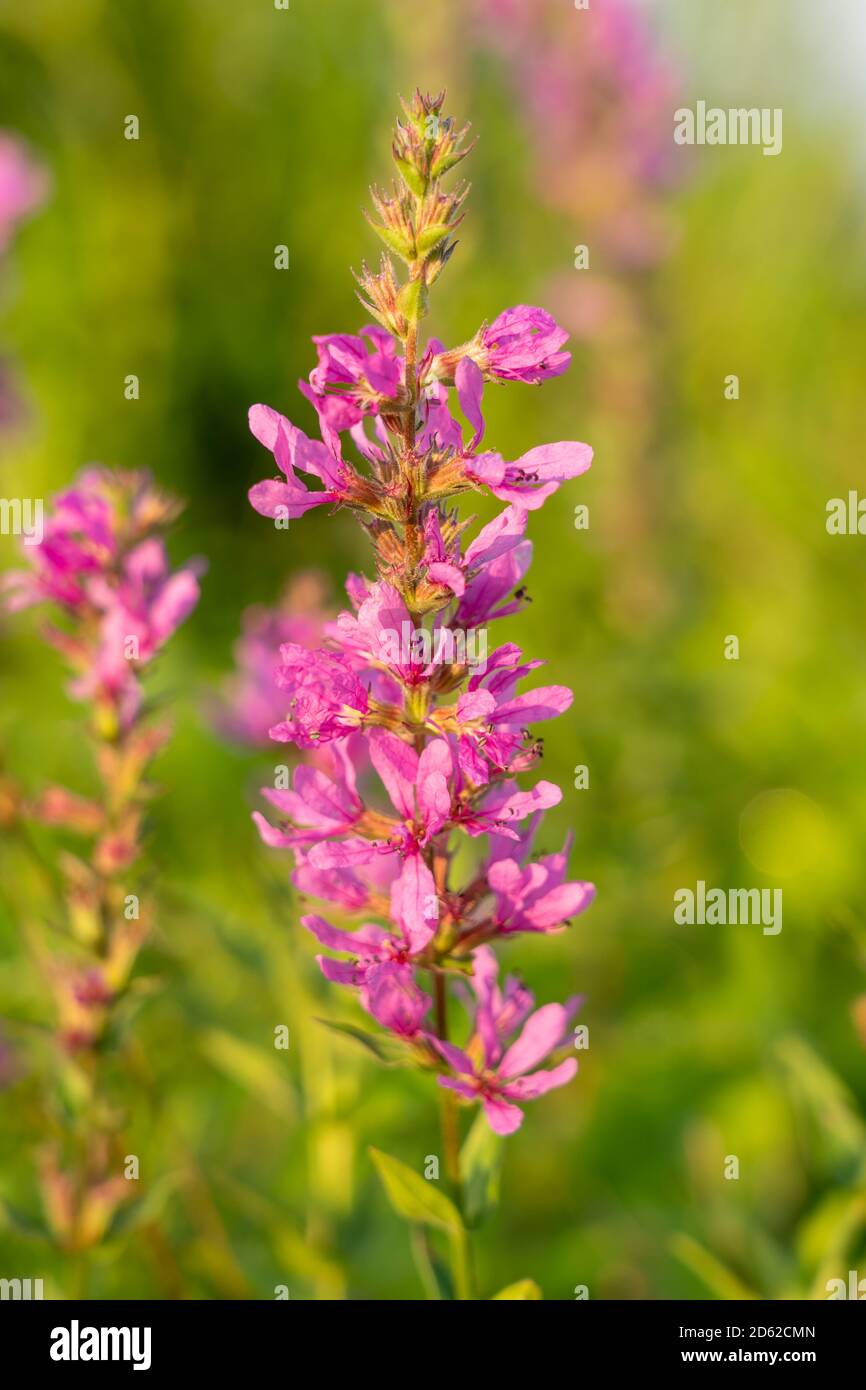 The beautiful magenta flowers of the marshy wetlands of the wilderness ...