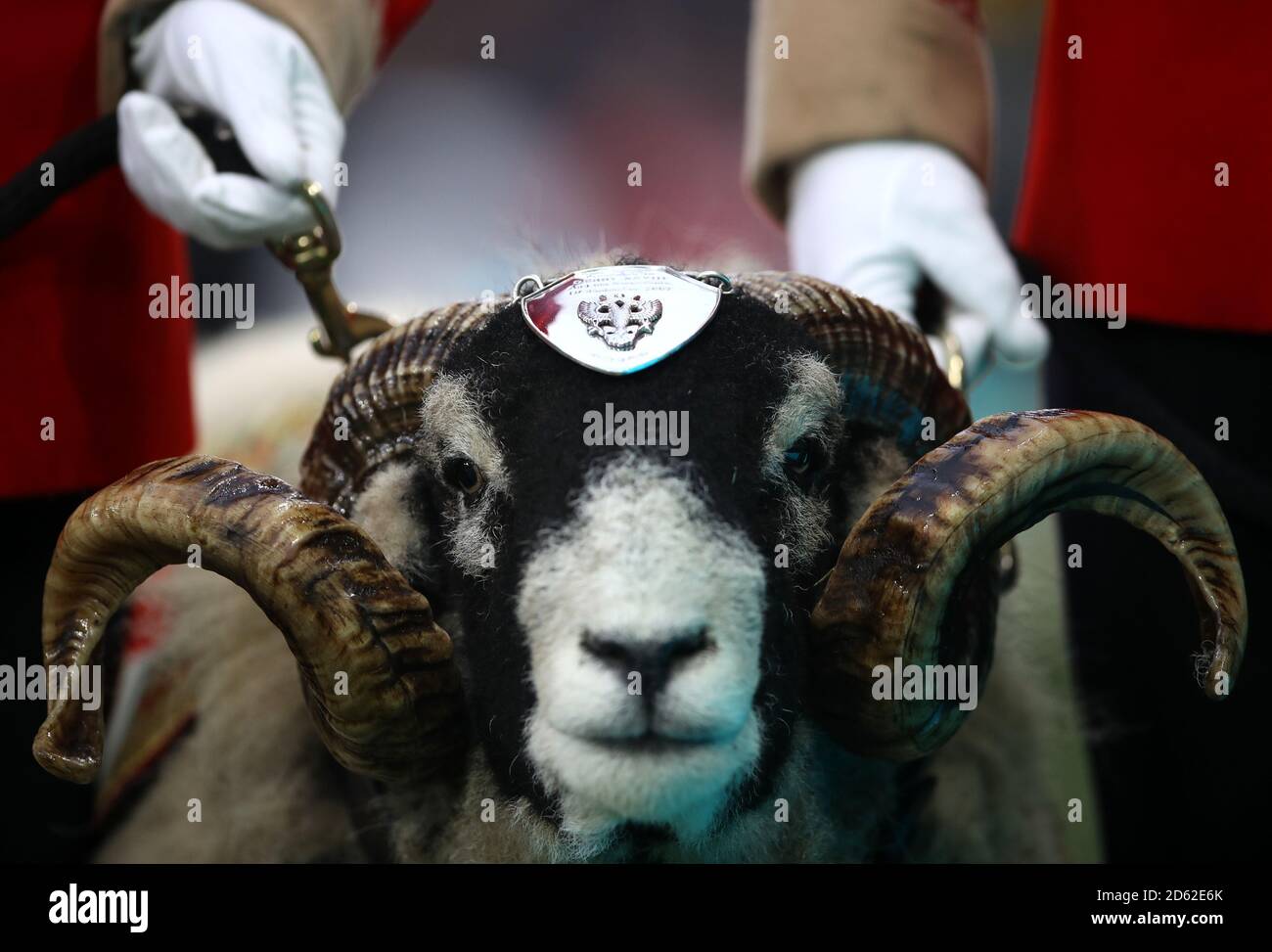The Derby County ram mascot Stock Photo - Alamy