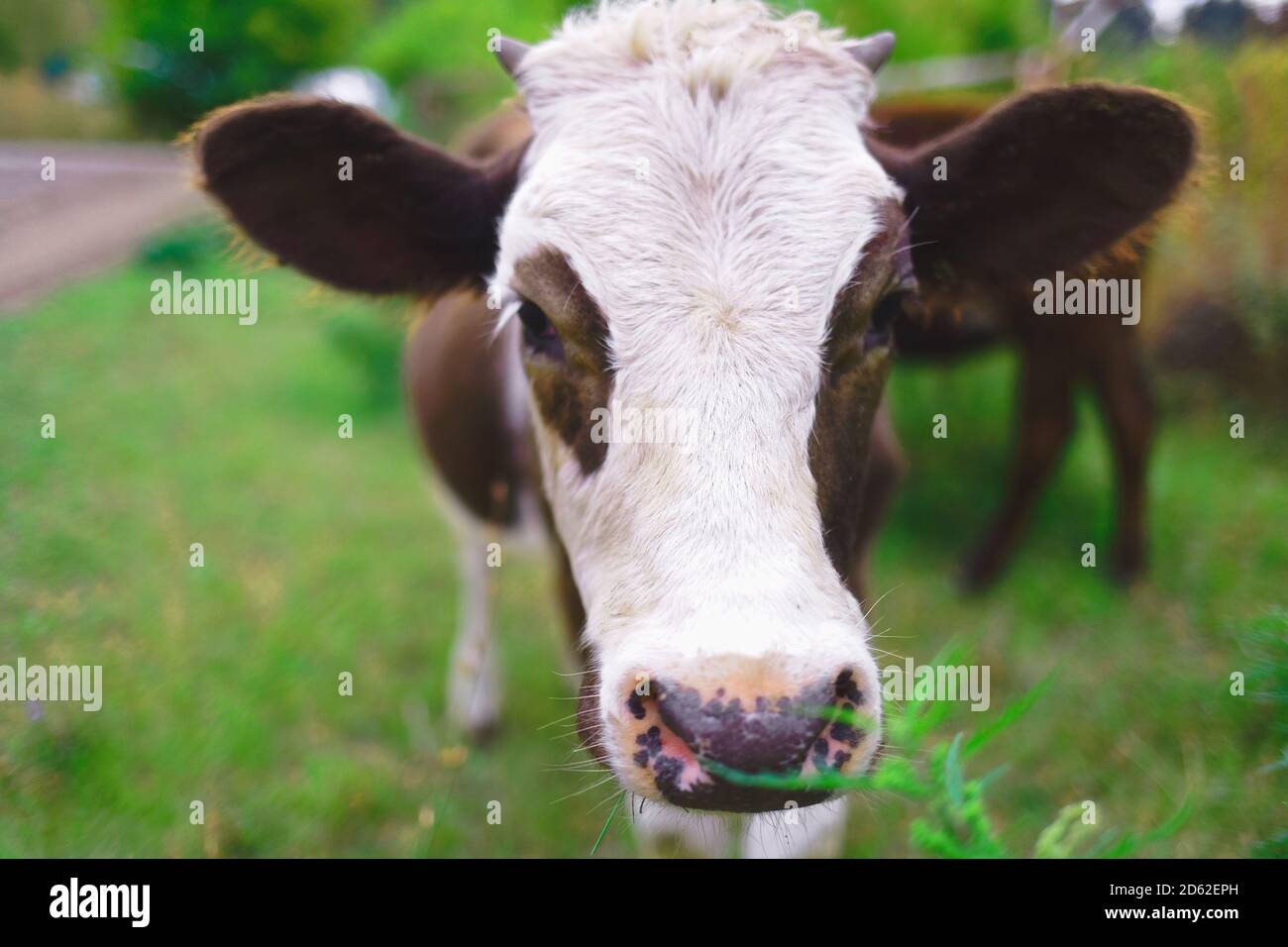 Symbol of 2021: a young curious bull with small horns Stock Photo - Alamy