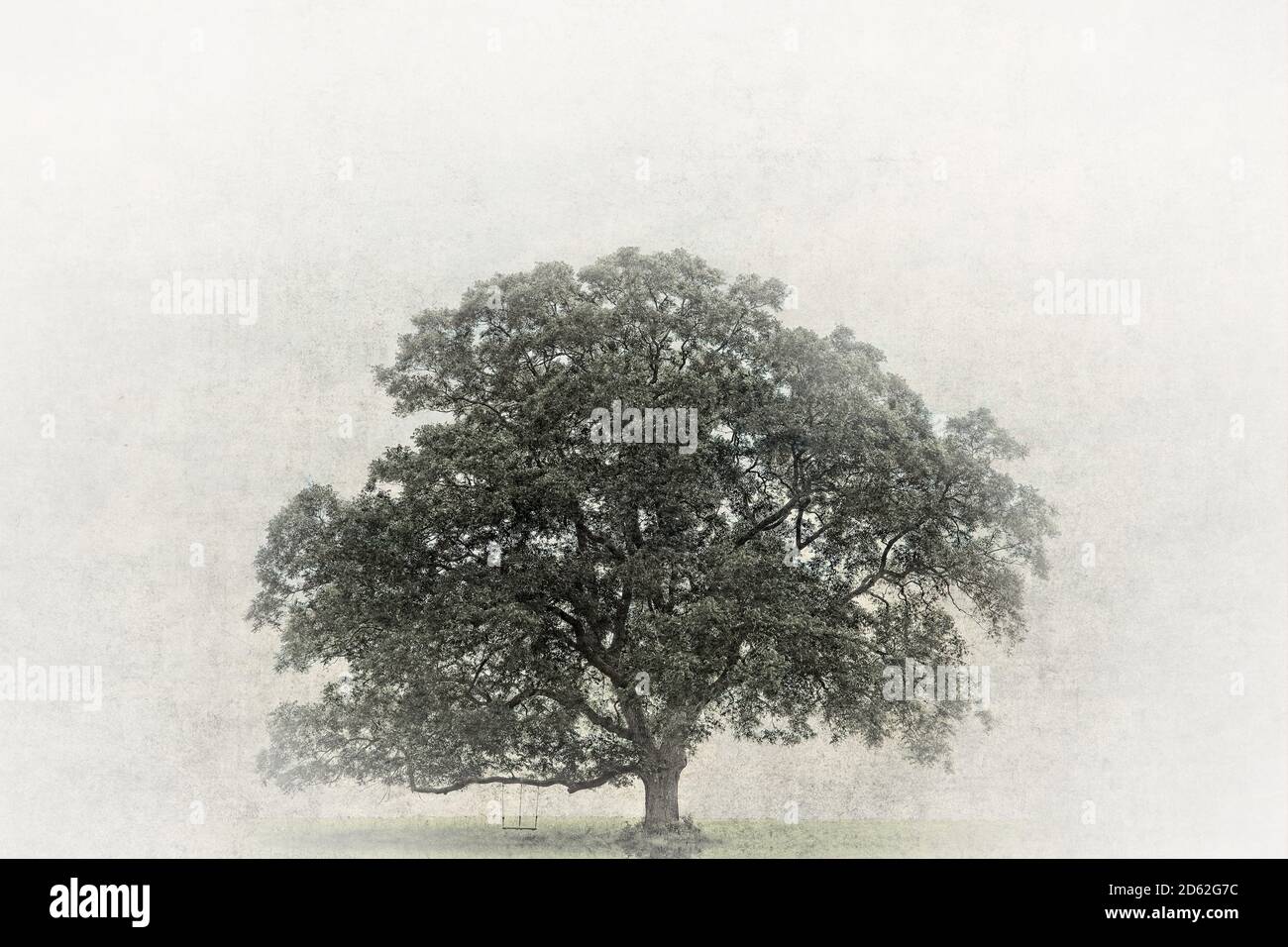 Stately Texas Gulf Coast live oak tree with a two child swing hanging ...