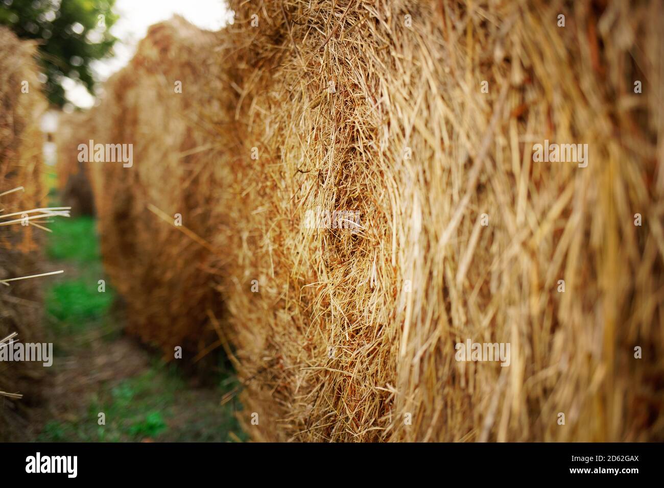Hay quality hi-res stock photography and images - Alamy