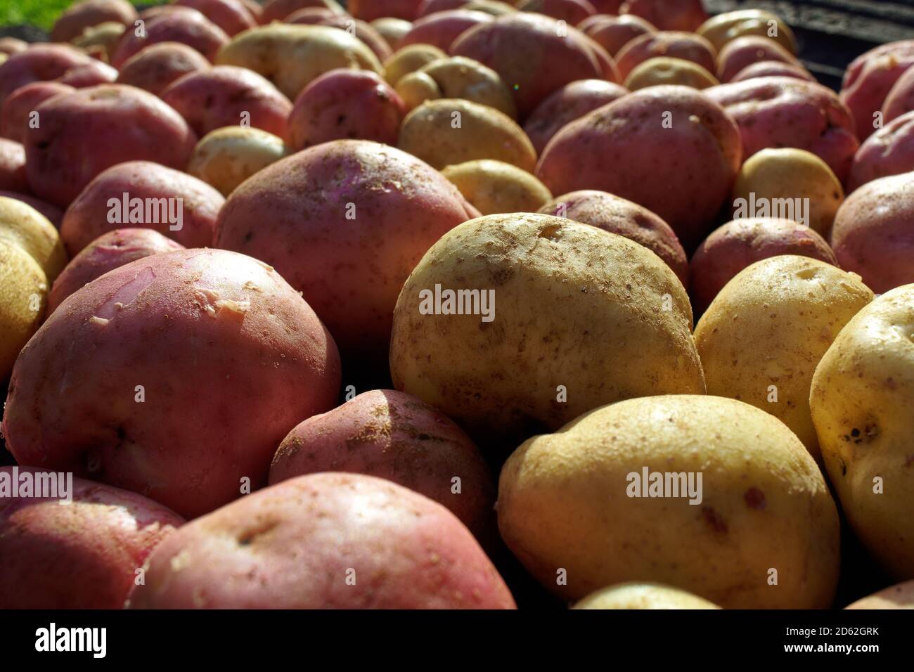 A lot of clean and large potatoes of the new crop. Farmer's natural ...