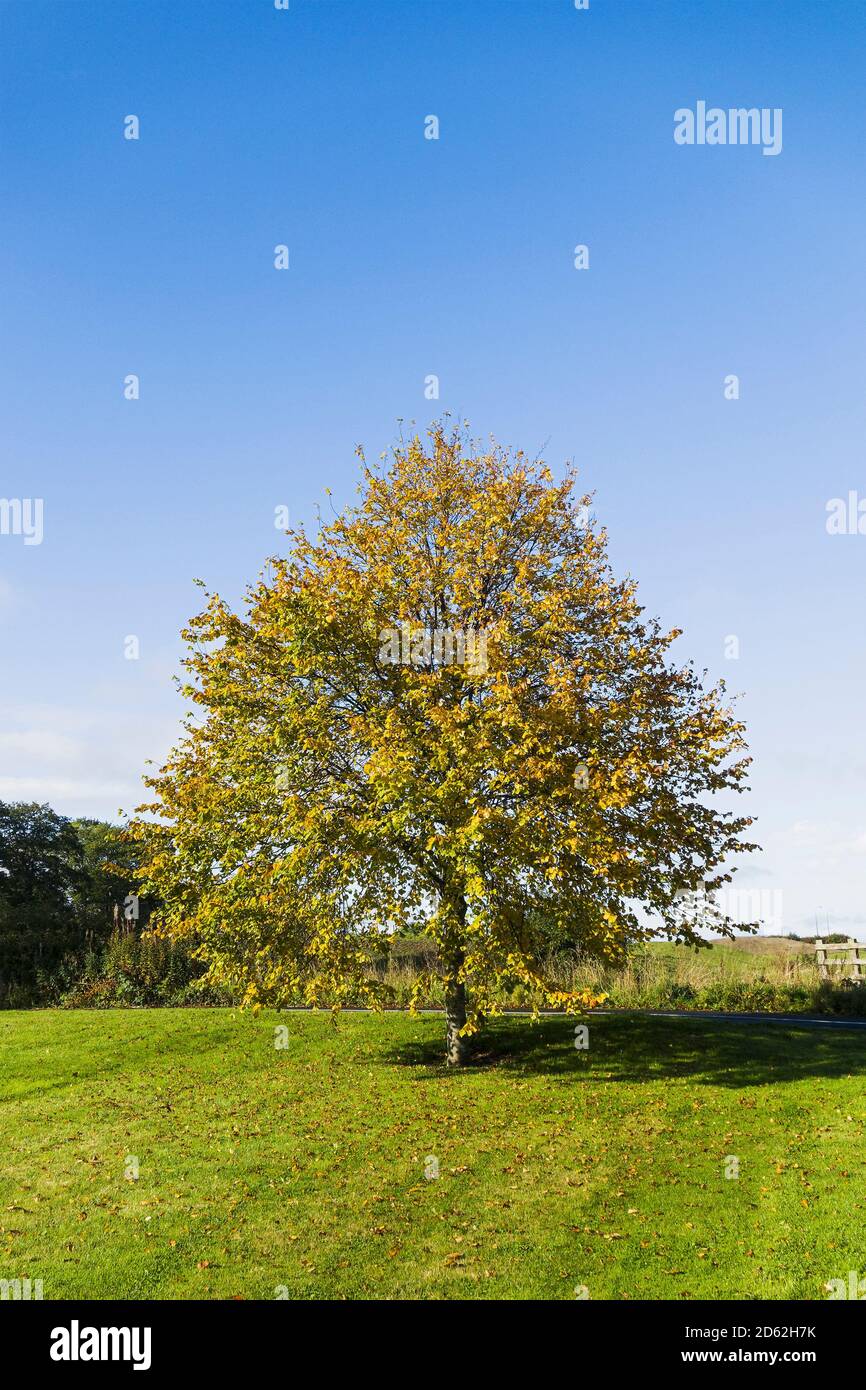 Changing colours in nature as Autumn turns to Winter in the UK Stock ...