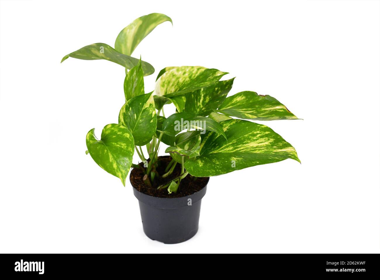 Epipremnum Aureum Flower