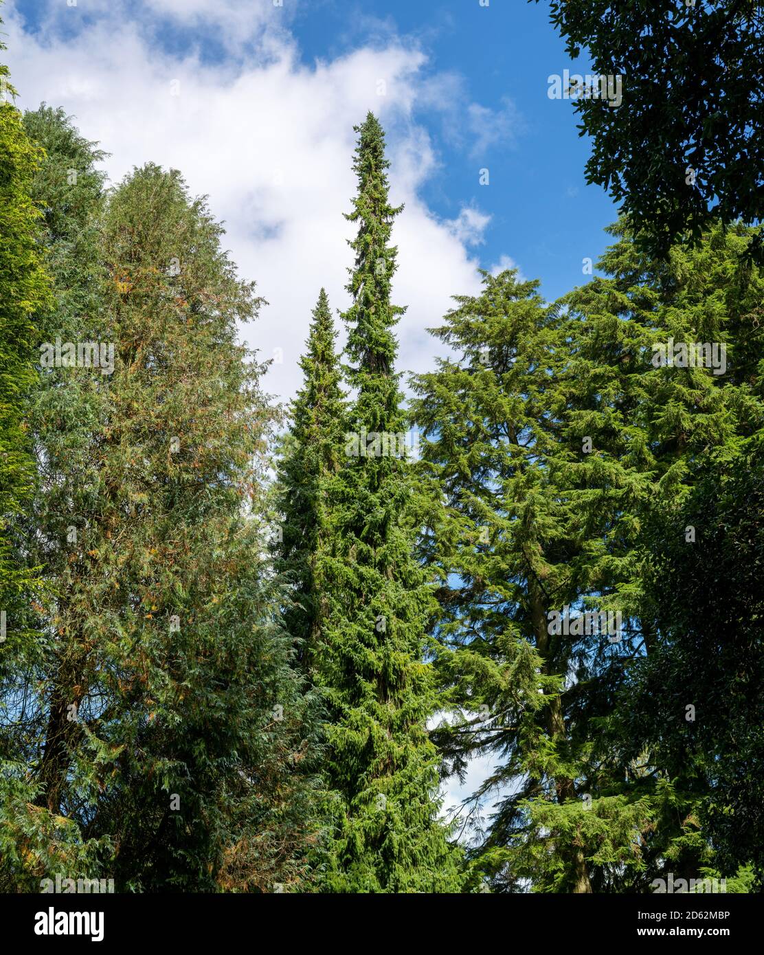 Fir trees at Westonbirt arboretum Stock Photo - Alamy