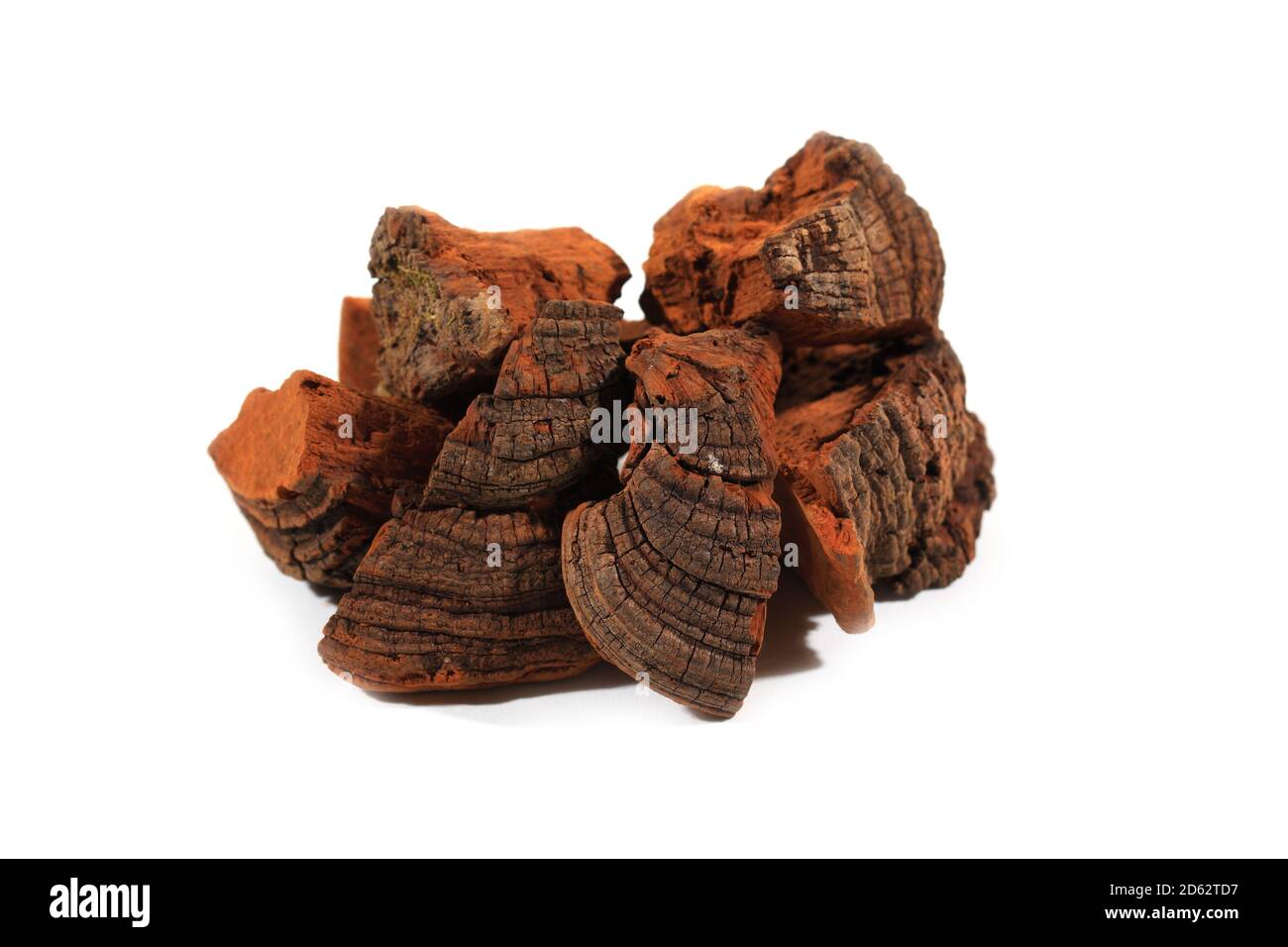 Phellinus Linteus Mushroom on a White Background Stock Photo - Alamy