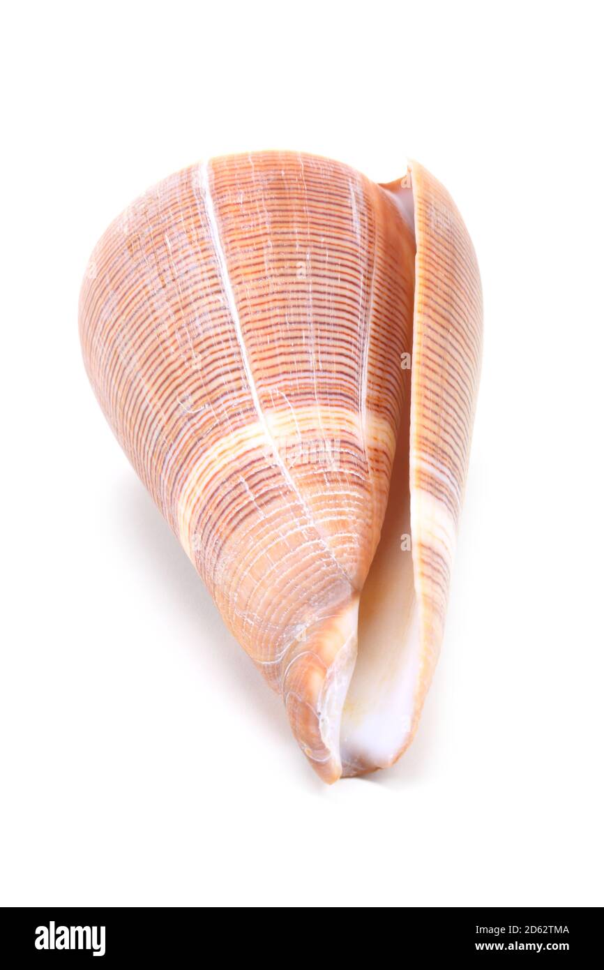 Striped sea shells on the beach Cut Out Stock Images & Pictures - Alamy