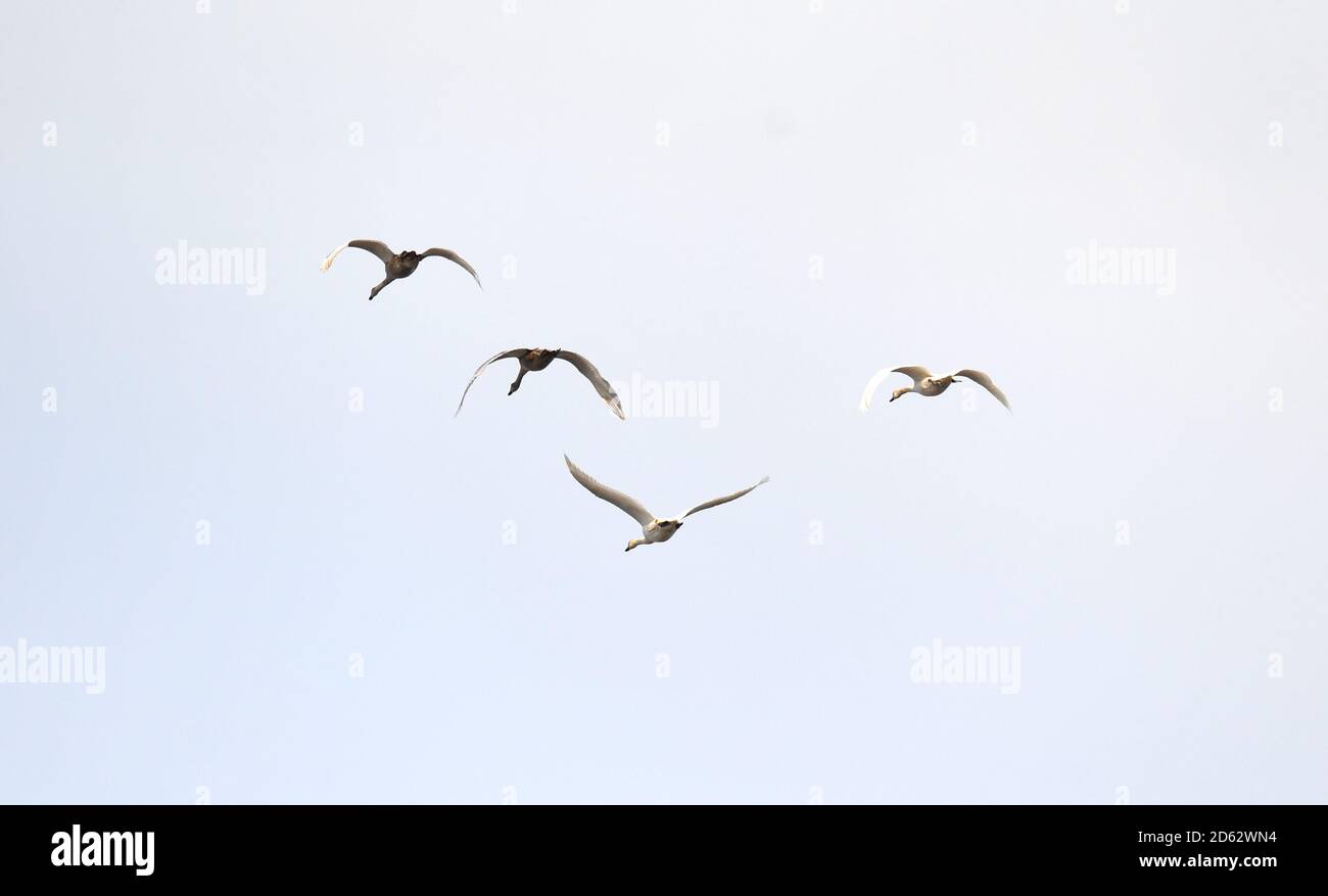 Birds fly over stadium hi-res stock photography and images - Alamy