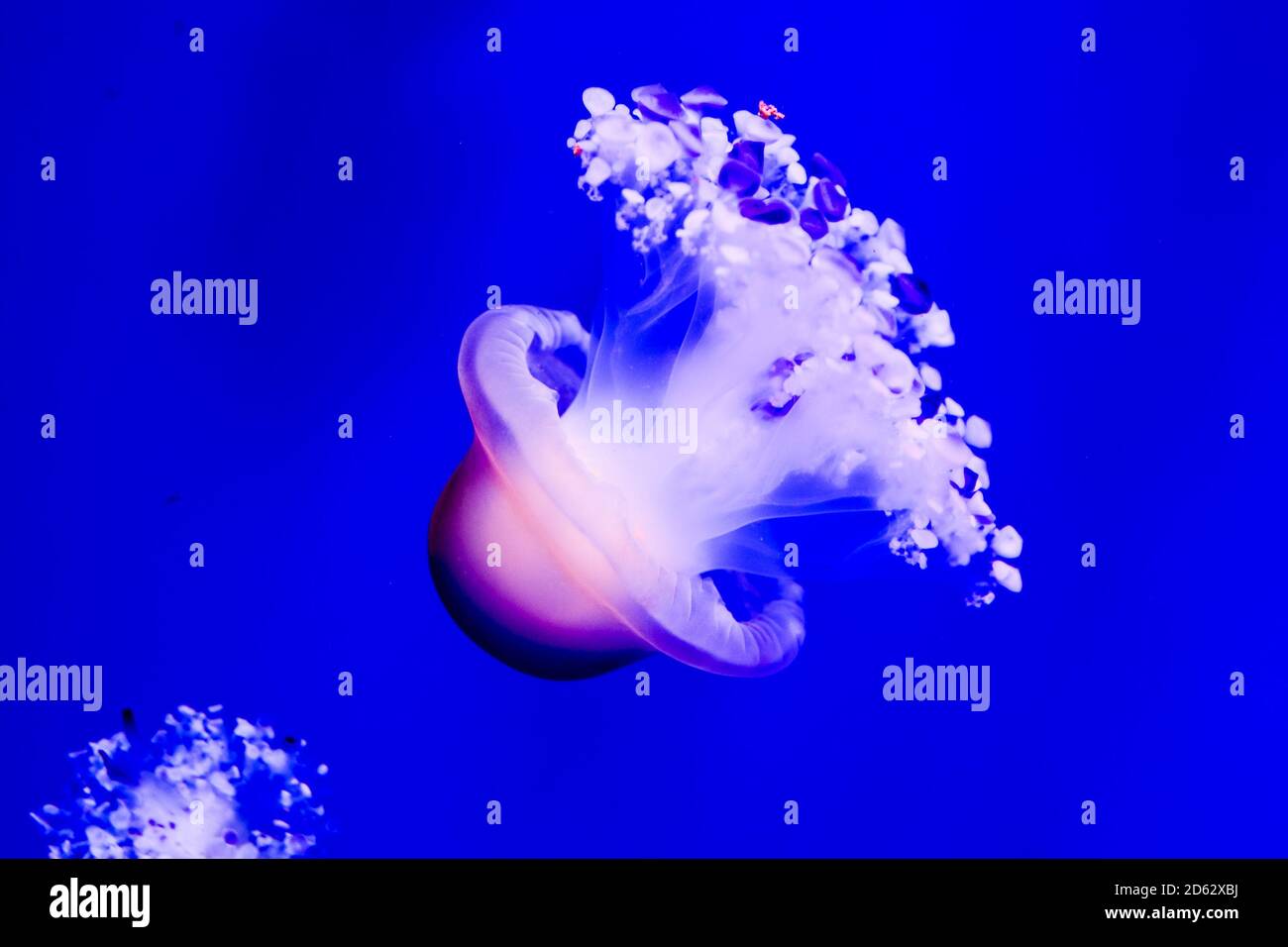 Jellyfish Dangerous Poisonous Medusa Stock Photo - Alamy