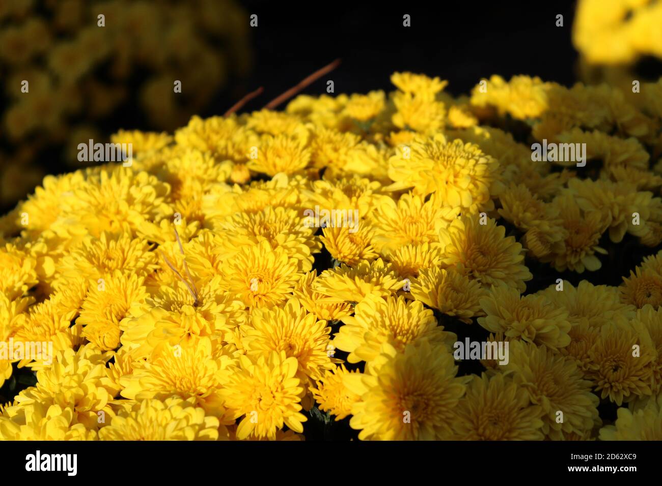 Yellow mums hi-res stock photography and images - Alamy