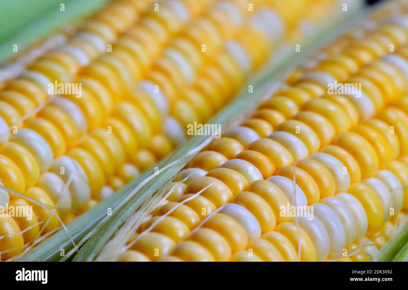 Organic ripe corn close up Stock Photo - Alamy