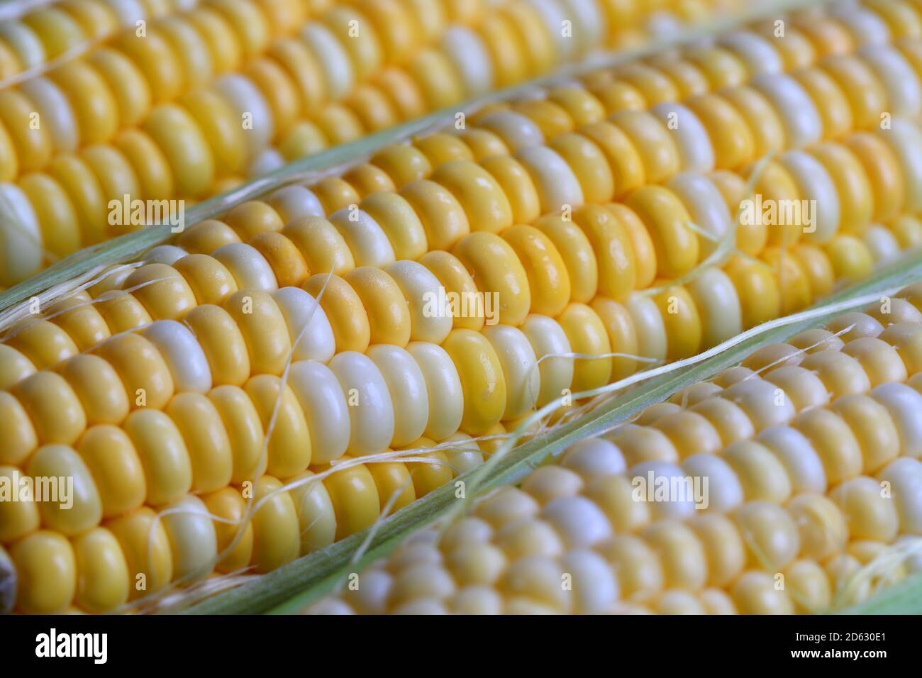 Organic ripe corn close up Stock Photo - Alamy