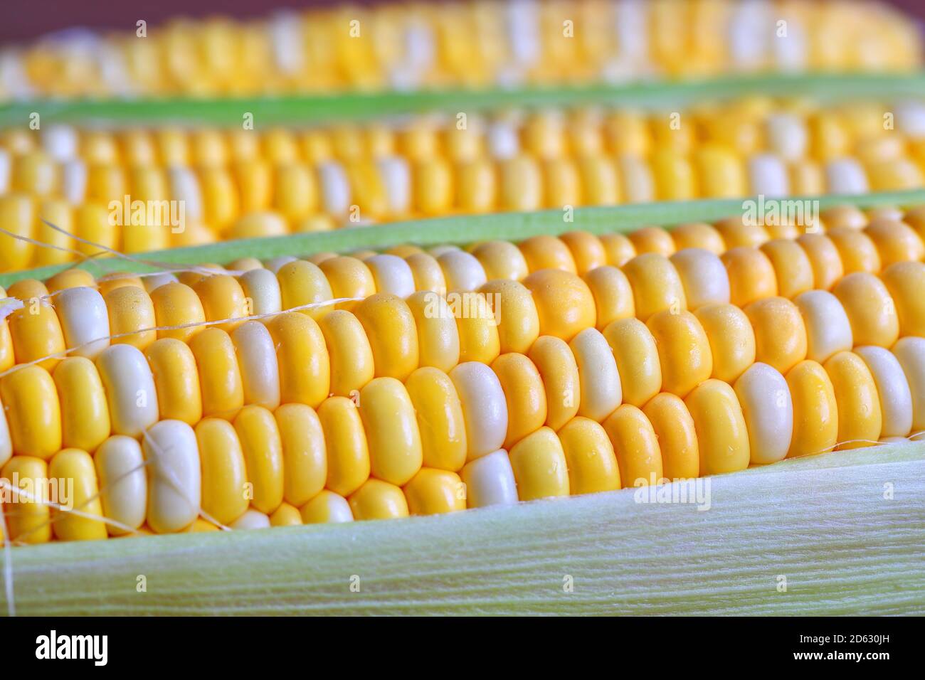Gmo corn hi-res stock photography and images - Alamy