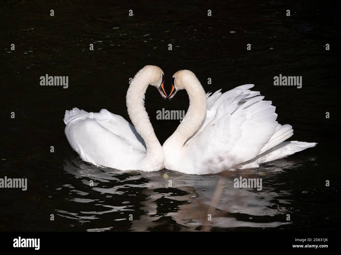 Swans heart hi-res stock photography and images - Alamy