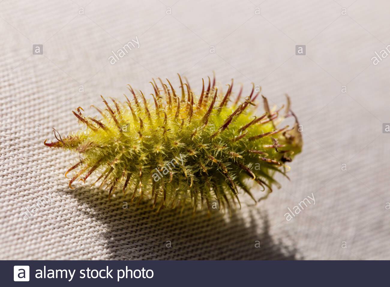 Common Cocklebur High Resolution Stock Photography and Images - Alamy