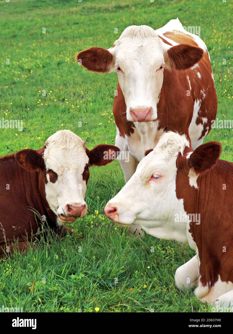 Group of cows grazing Stock Photo - Alamy