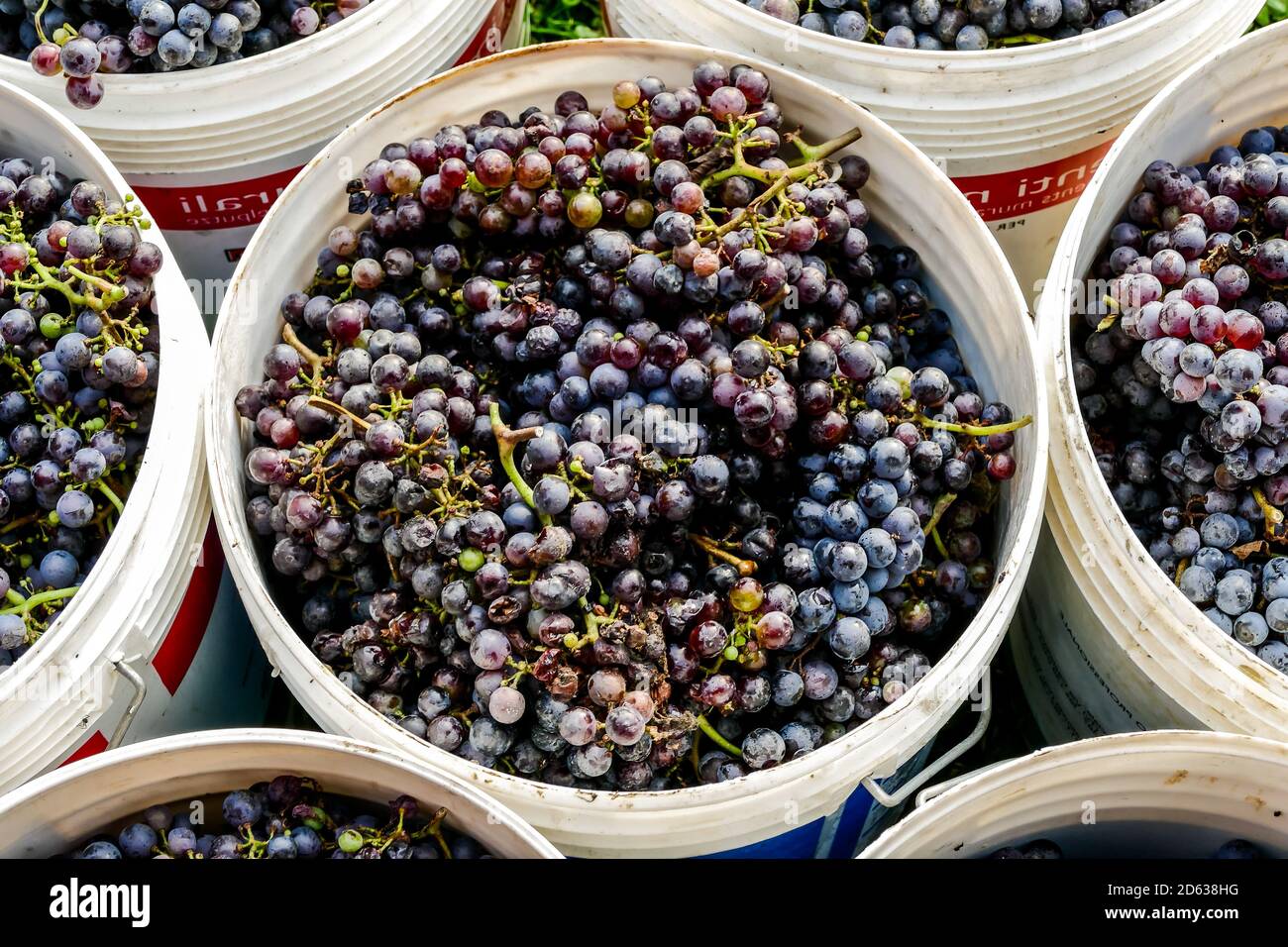 Grapes harvest of vineyard in september north italy, red grapes for ...