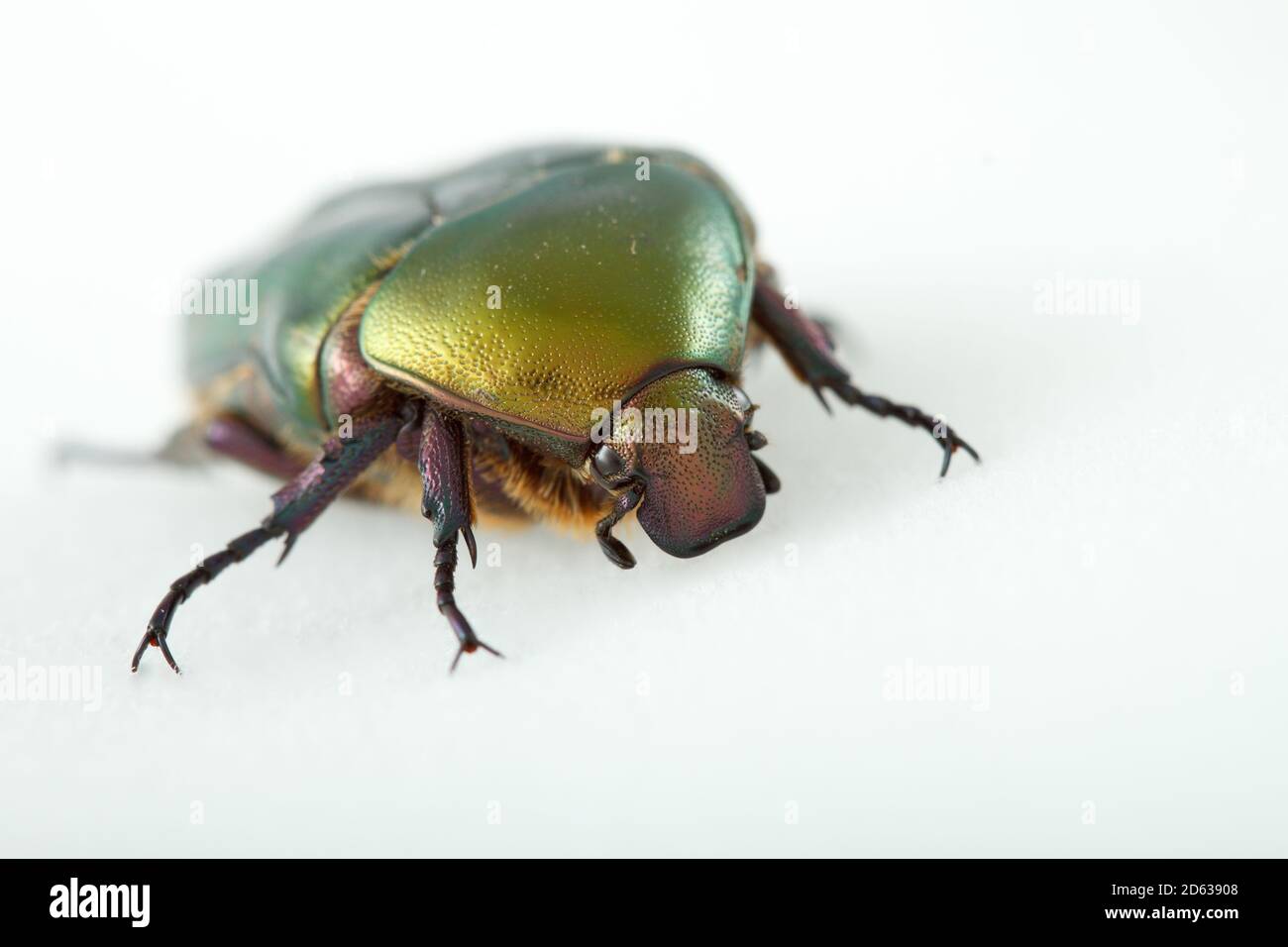 Rose chafer or the green rose chafer Cetonia aurata,that has a metallic ...