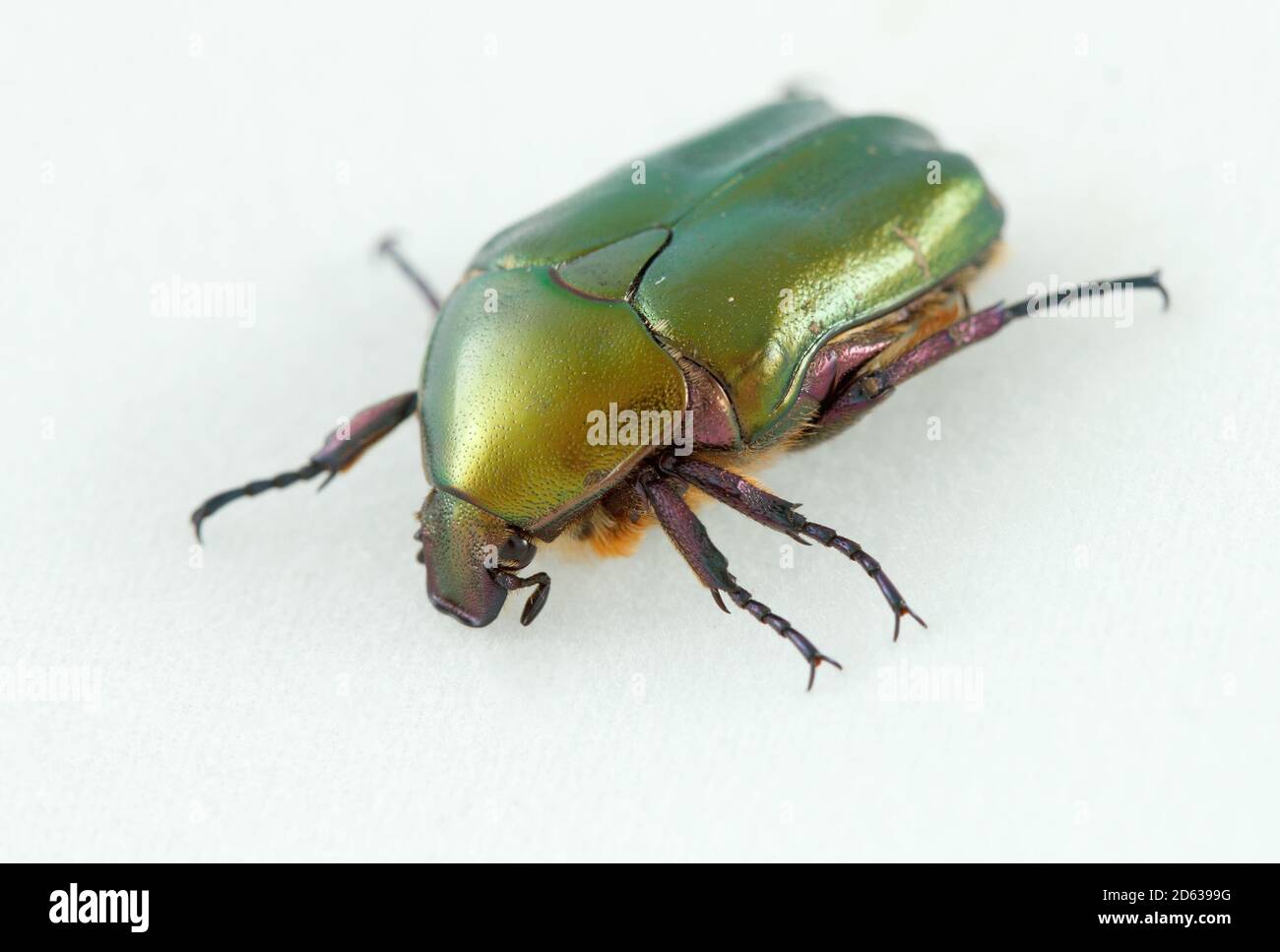 Rose chafer or the green rose chafer Cetonia aurata,that has a metallic structurally coloured ...