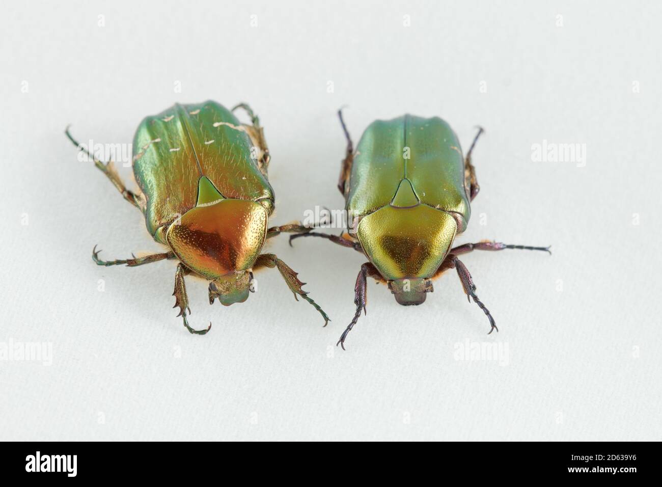 Rose chafer or the green rose chafer Cetonia aurata,that has a metallic ...