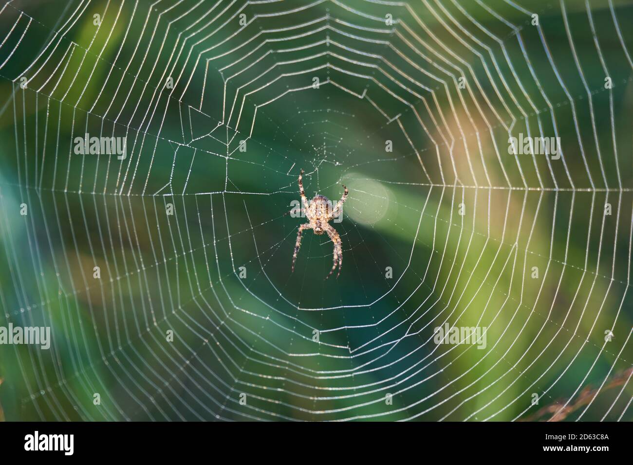 Little spider in its beautiful web, green background Stock Photo - Alamy