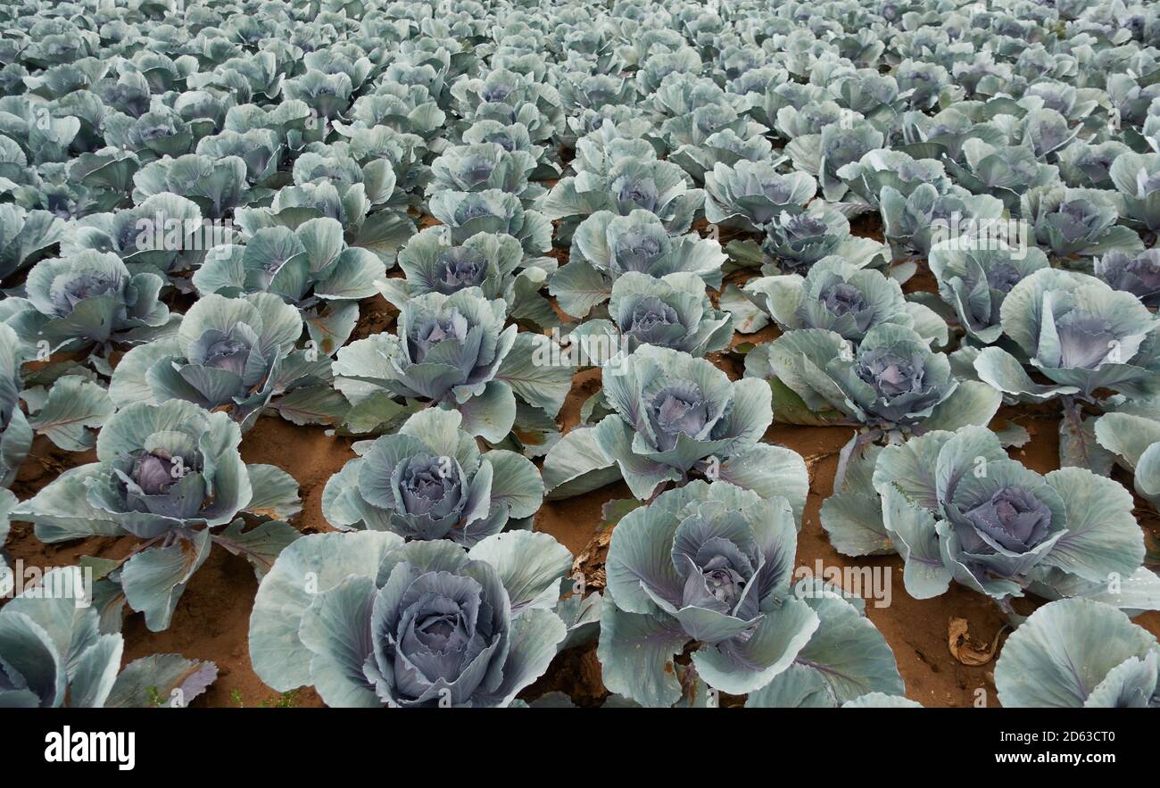 Filderkraut cabbage hi-res stock photography and images - Alamy