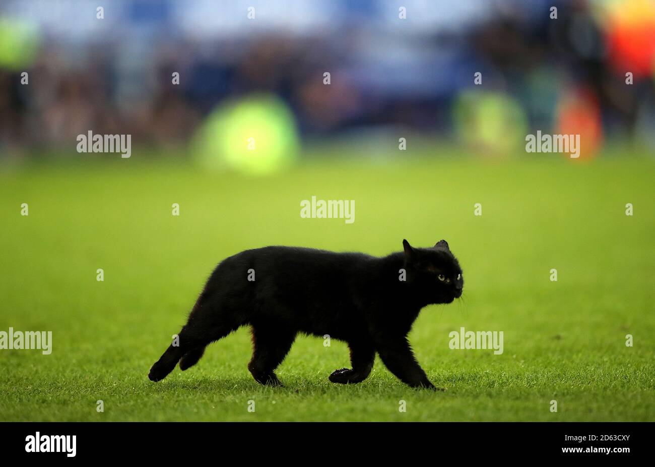 A black cat stops play on the pitch during the match Stock Photo - Alamy