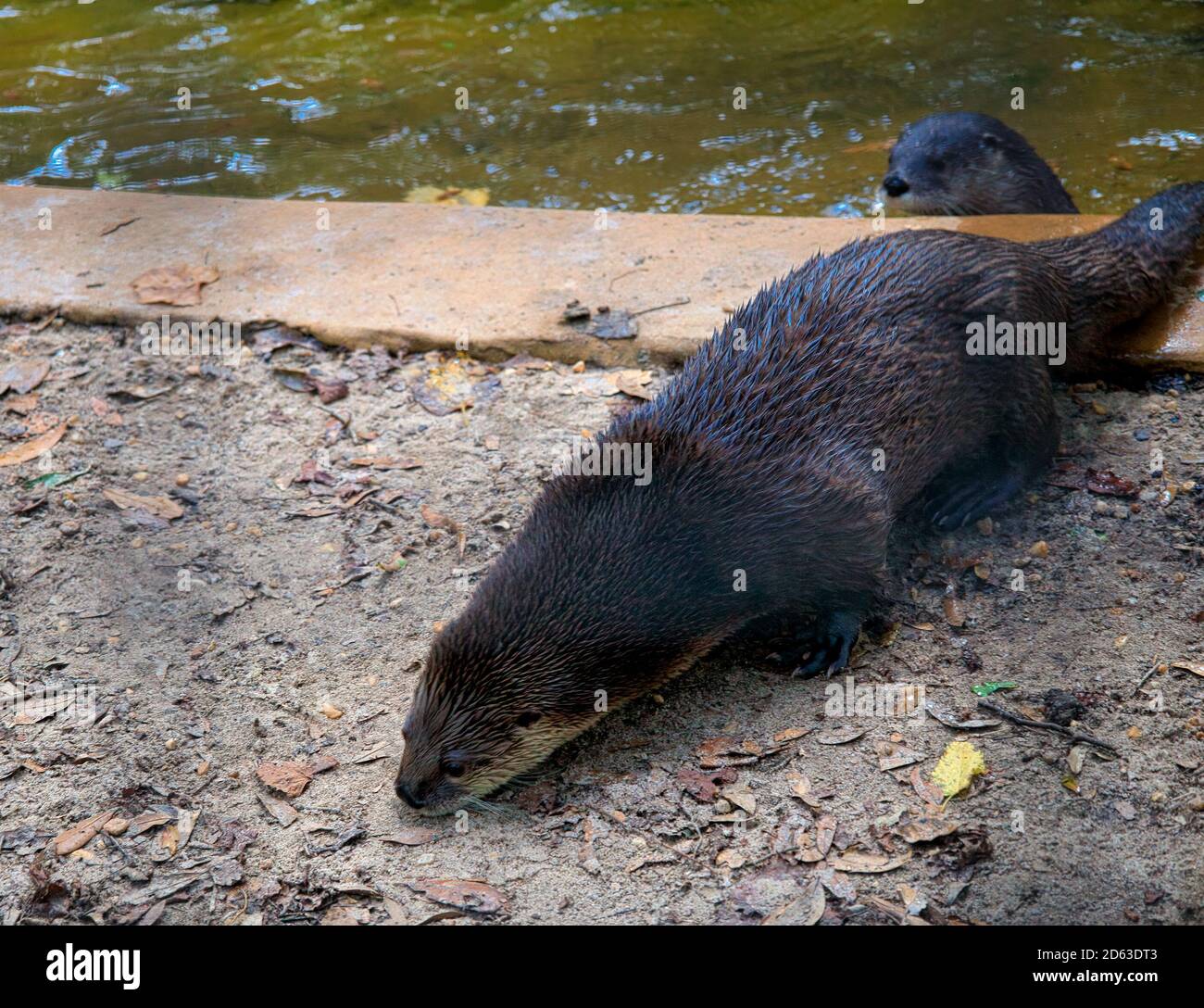 Beautiful natural wildlife plants hi-res stock photography and images ...