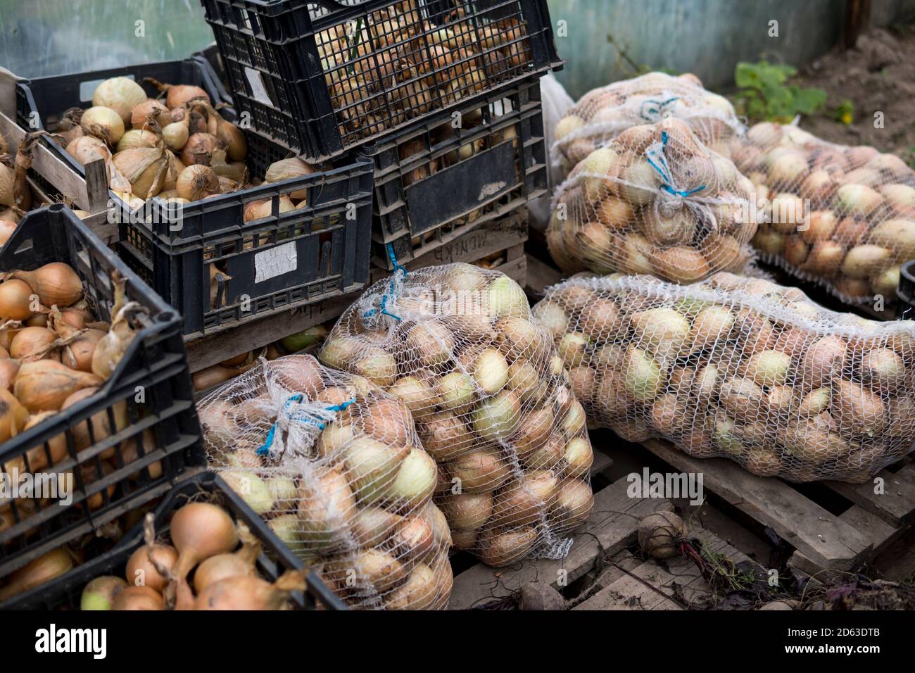 a lot onions laying on the ground inside of black plastic boxes and ...