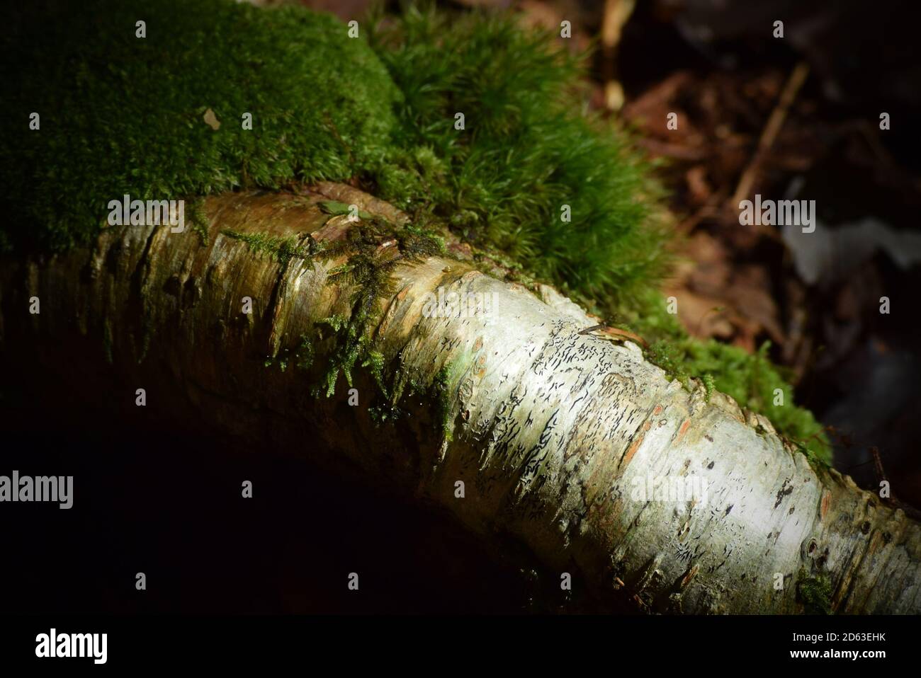 Closeup of textured bark on a tree limb in the forest overgrown with ...