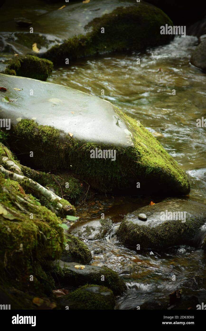 Smooth glossy rocks overgrown with green moss in a stream with flowing ...