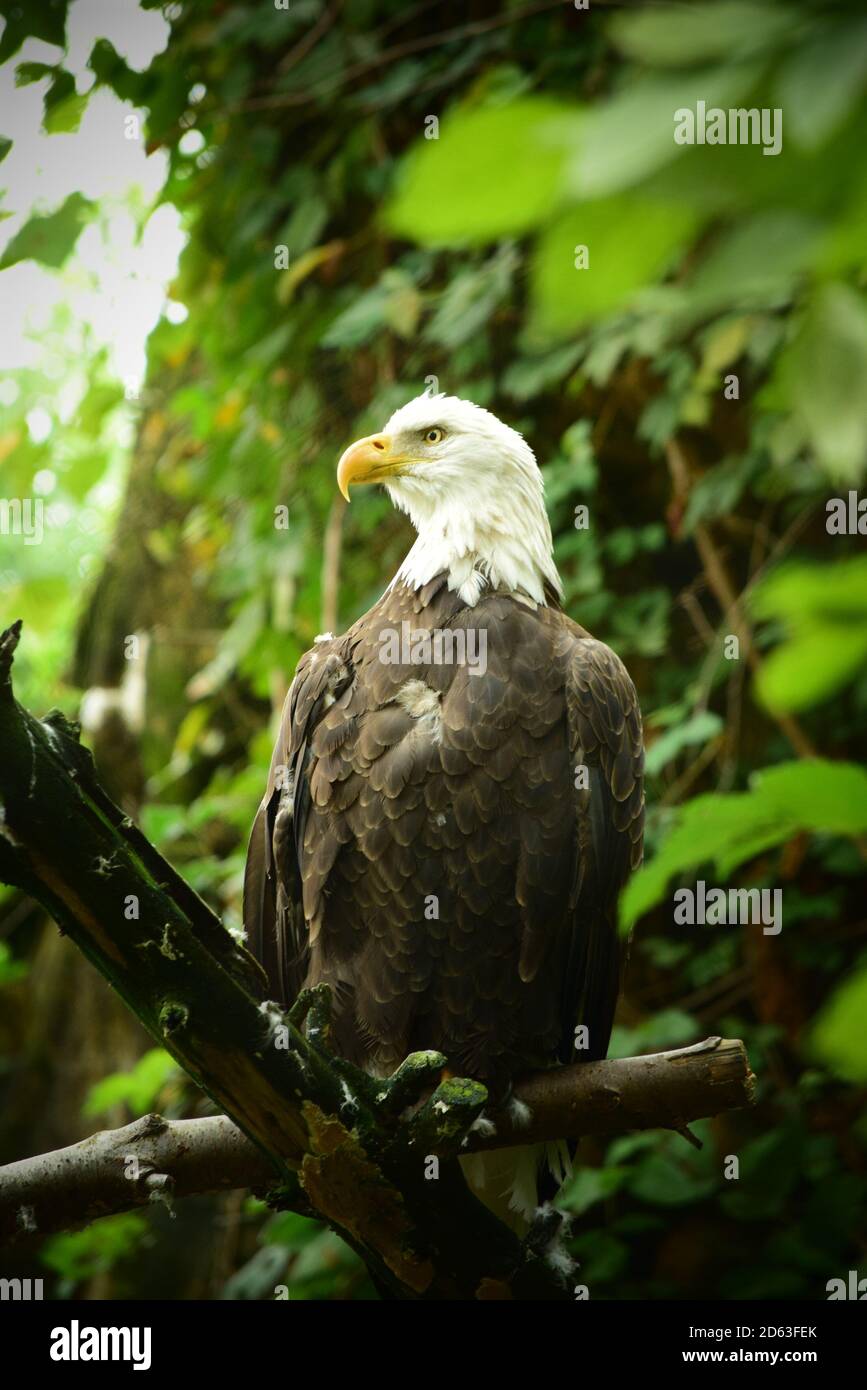 Majestic bald eagle hi-res stock photography and images - Alamy