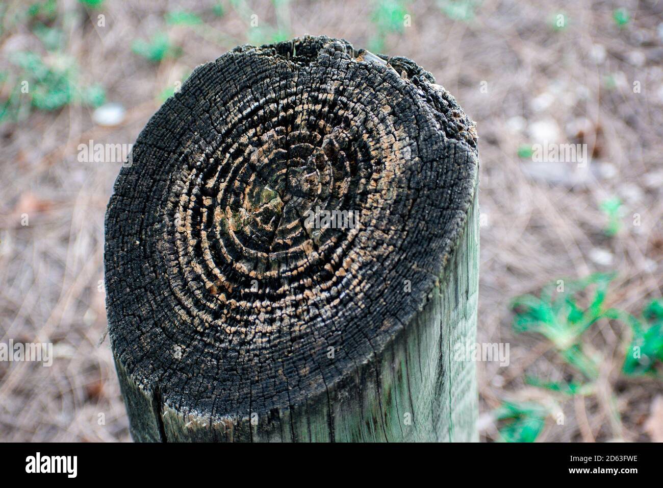 Tree stump with beautiful figure Stock Photo - Alamy
