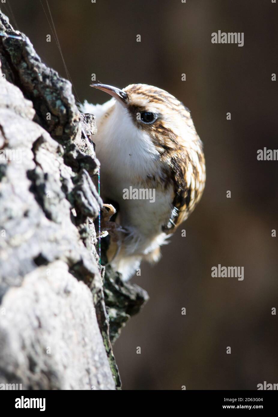 Peering around tree hi-res stock photography and images - Alamy