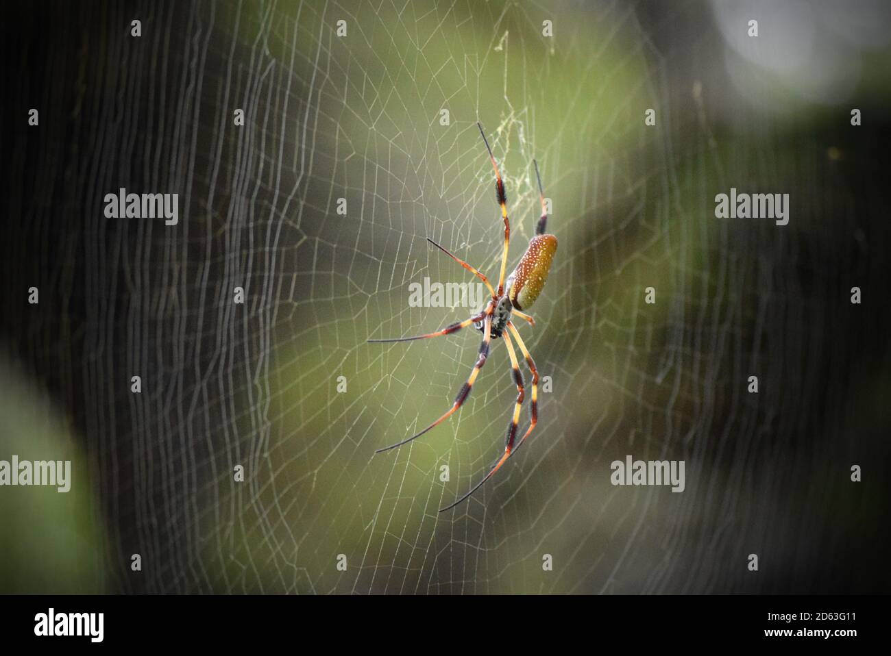 Colorful spider in the center of a large web with faded natural green ...