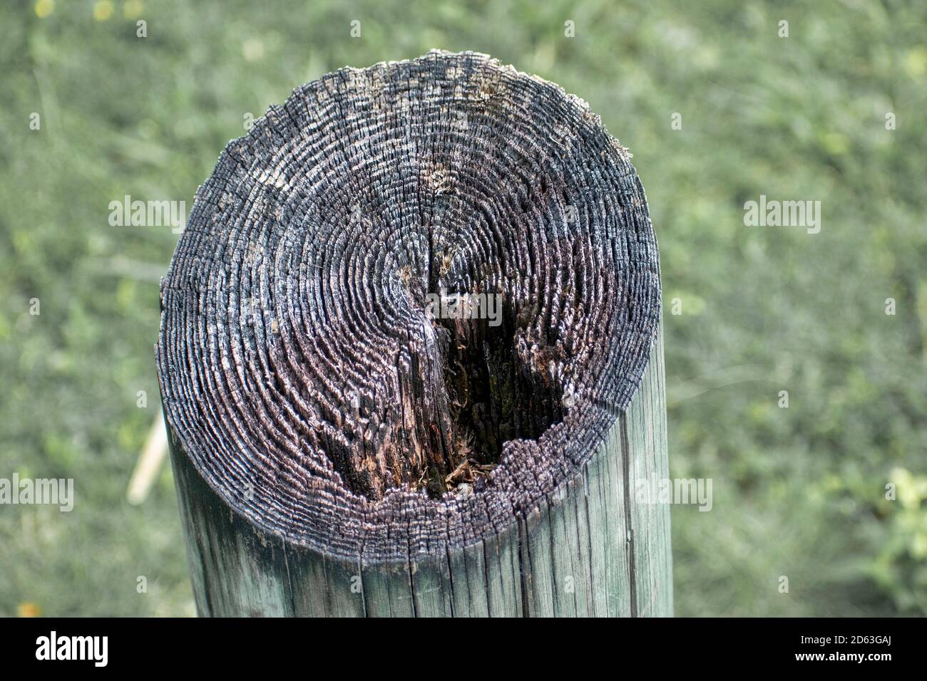 Hole tree trunk illustration hi-res stock photography and images - Alamy