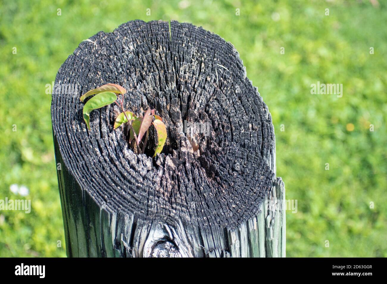 Abstract sapling hi-res stock photography and images - Alamy
