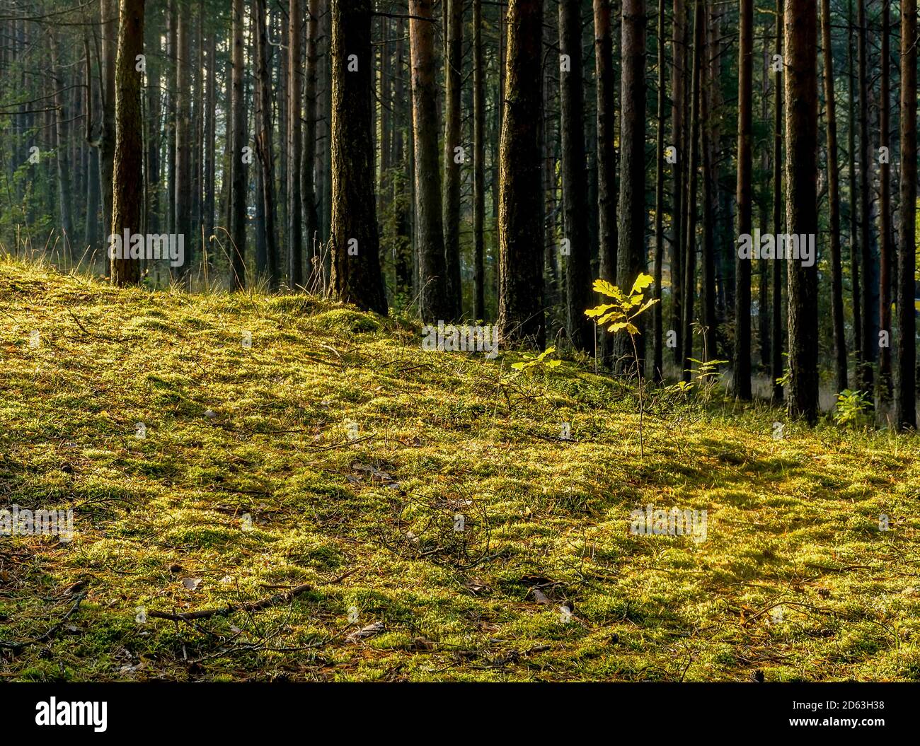 The Karelian Isthmus High Resolution Stock Photography and Images - Alamy