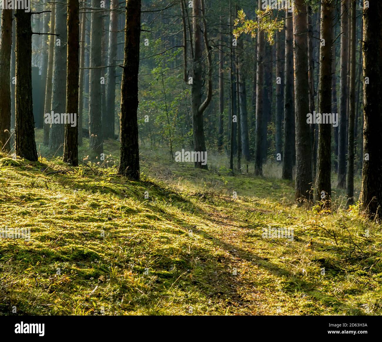 The karelian isthmus hi-res stock photography and images - Alamy