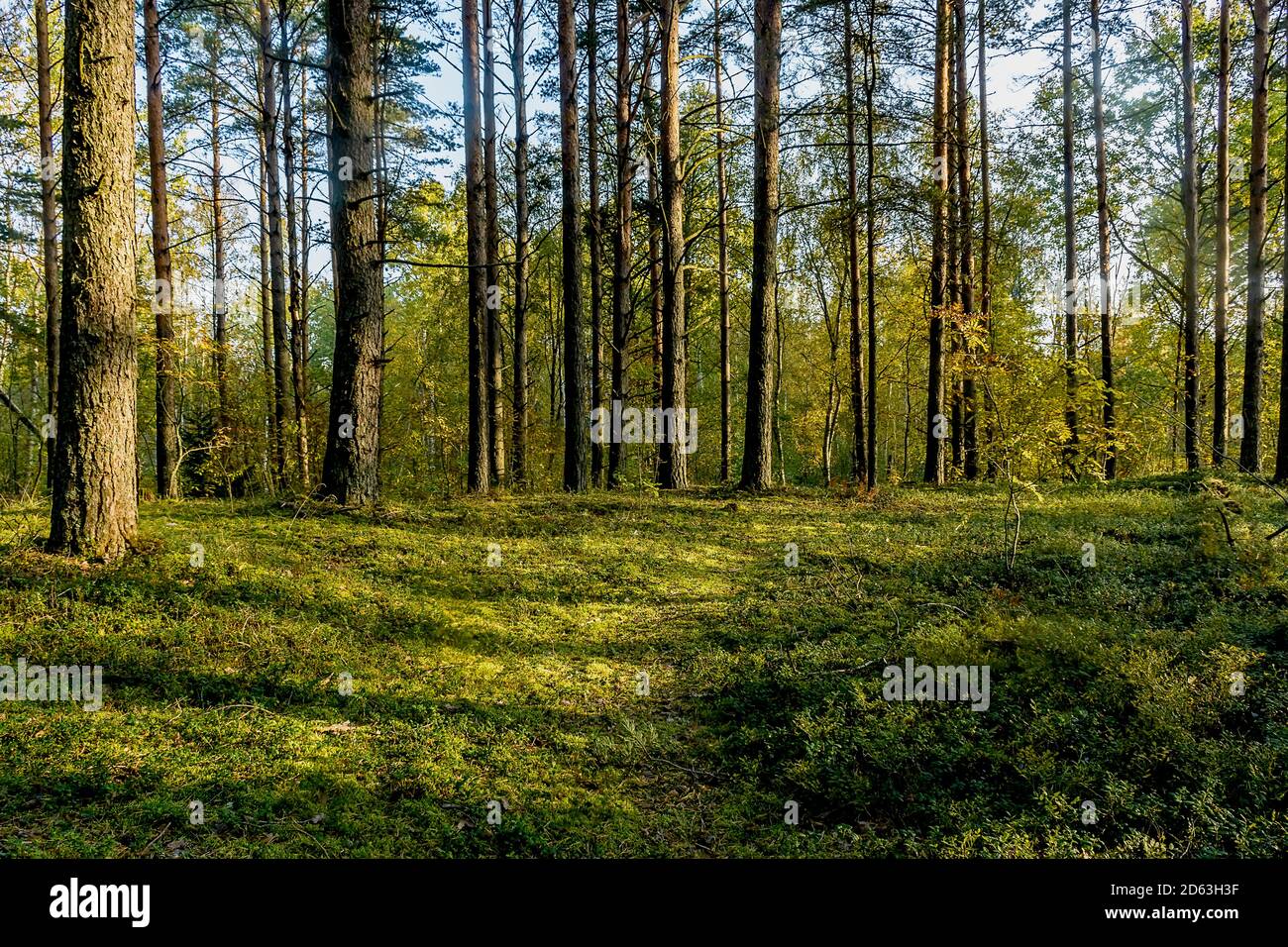Sunny September morning in a pine forest Stock Photo - Alamy