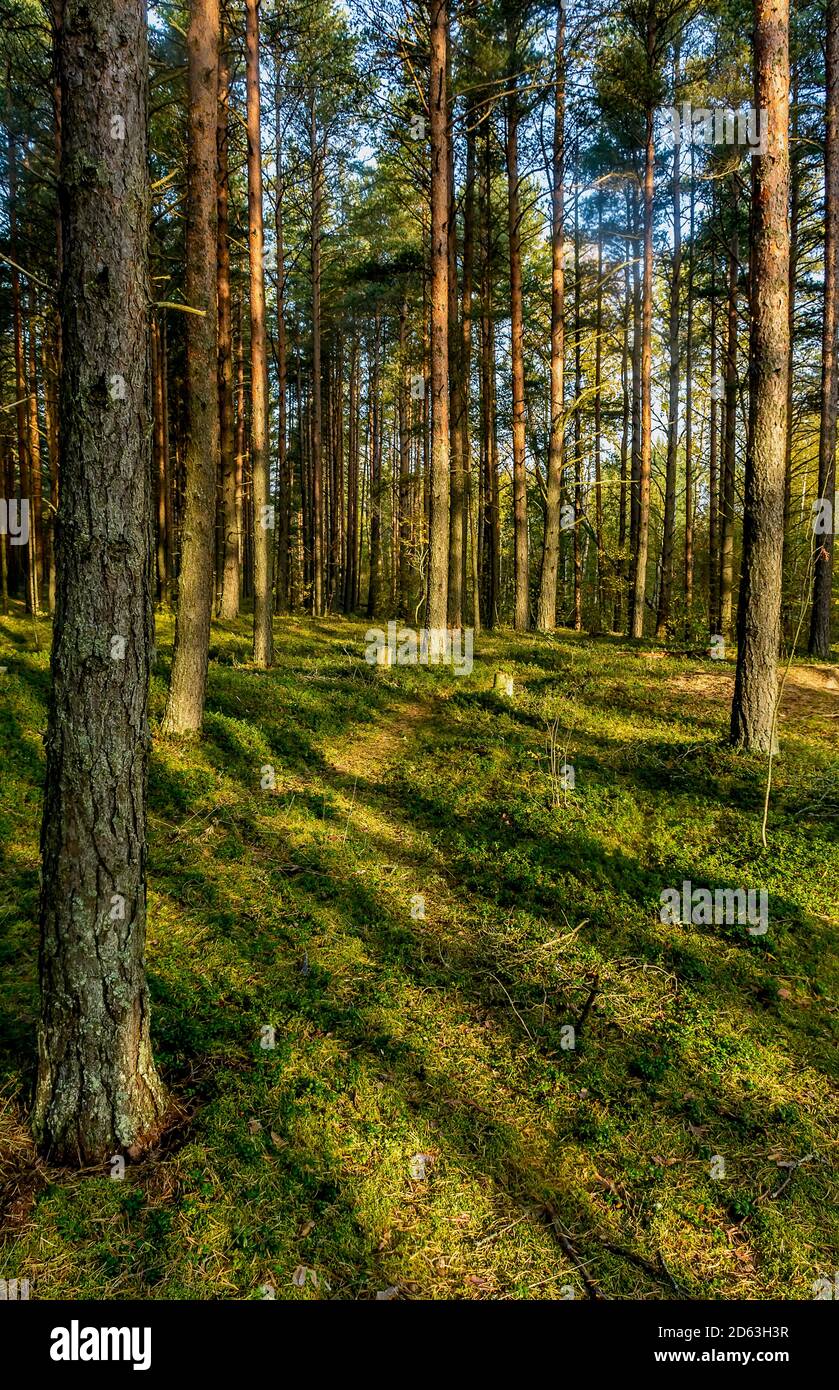 Karelian isthmus hi-res stock photography and images - Alamy