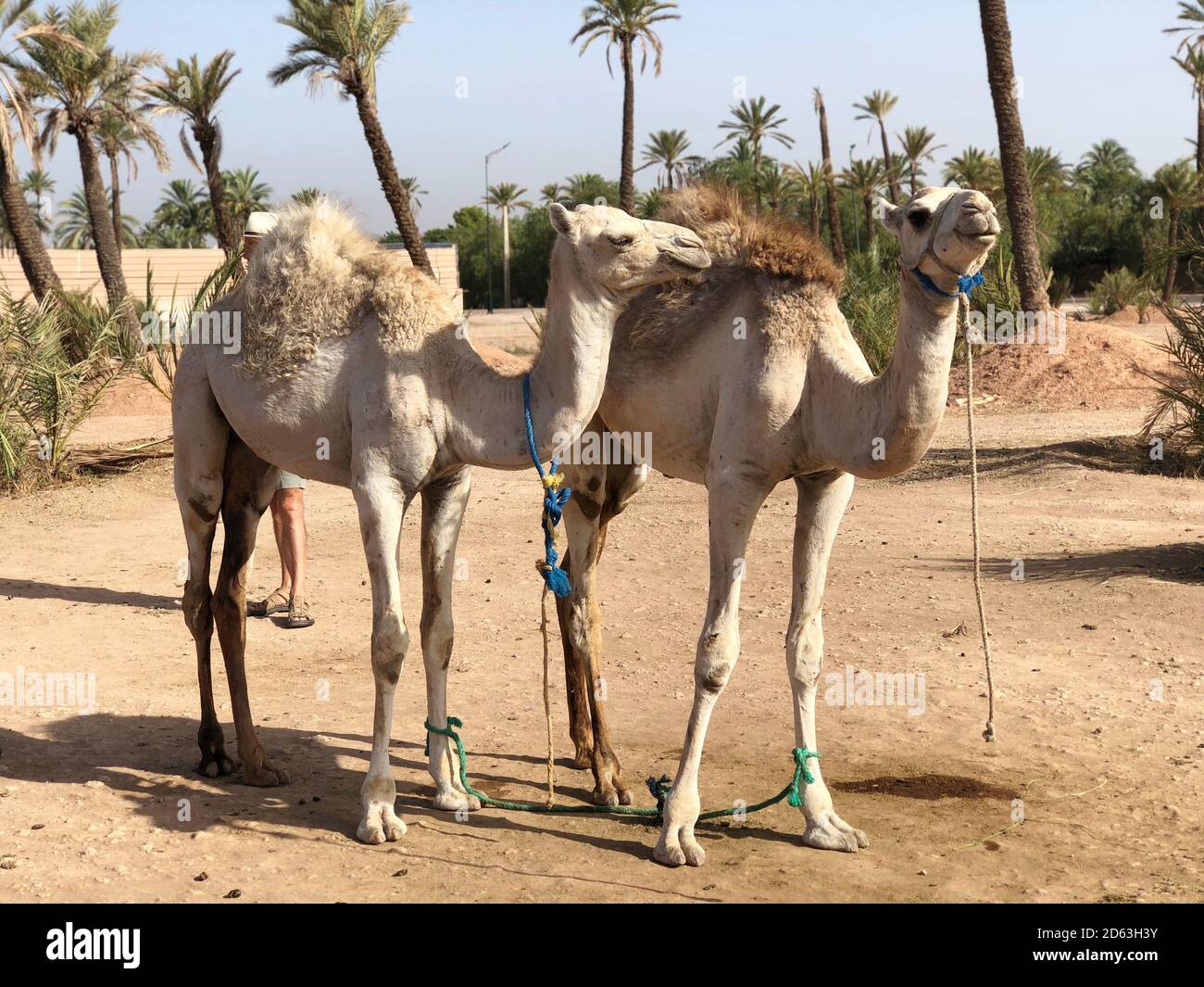 White camel in desert hi-res stock photography and images - Alamy