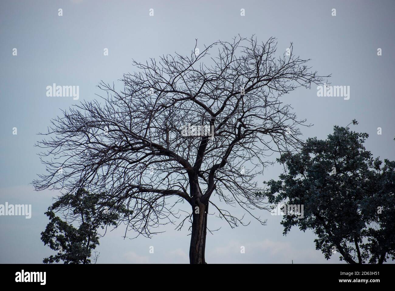 Tree with dry branches hi-res stock photography and images - Alamy
