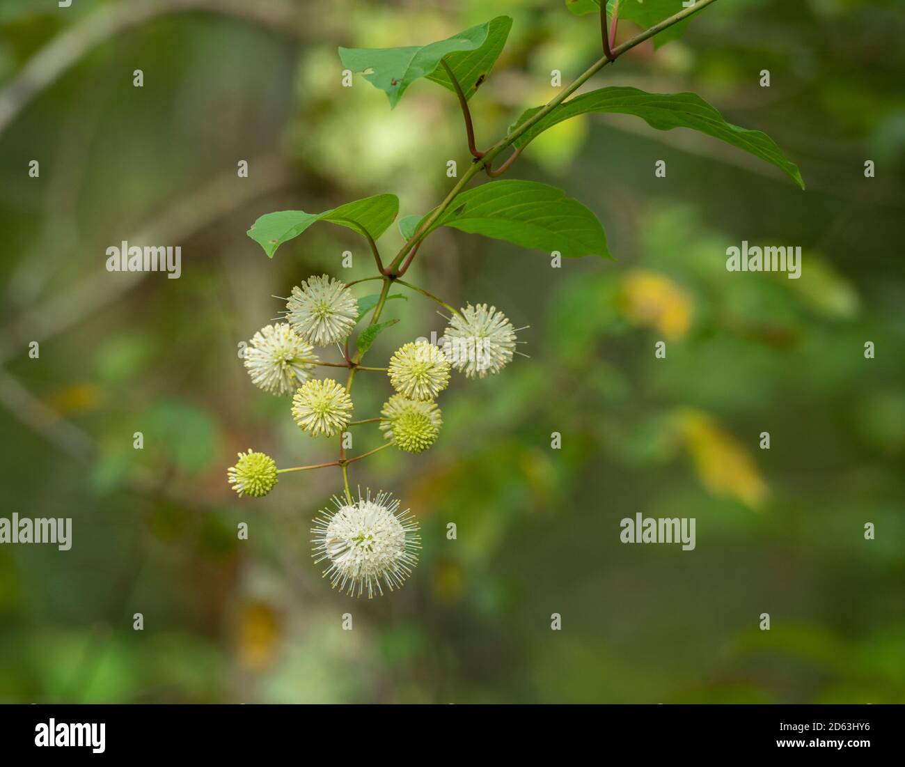 Buttonbush hi-res stock photography and images - Alamy