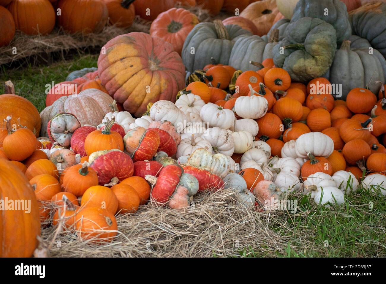 Variety of small and big gourds in miami Stock Photo - Alamy
